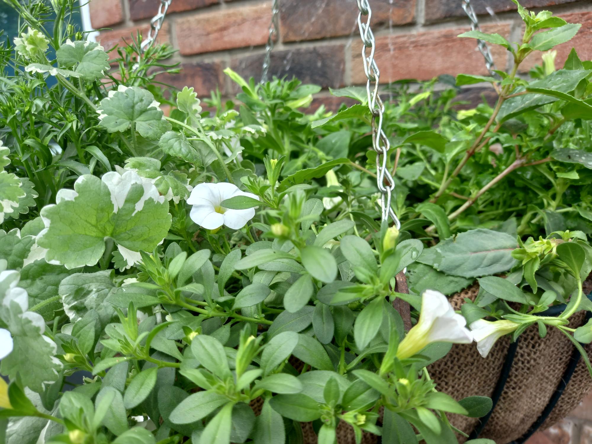 Options in Bloom - Options Barton